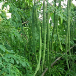 Moringa ( Sahjan ) Tree - VanTaru